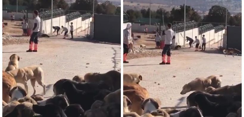 Shelter employee beating dog to death using shovel causes public ...